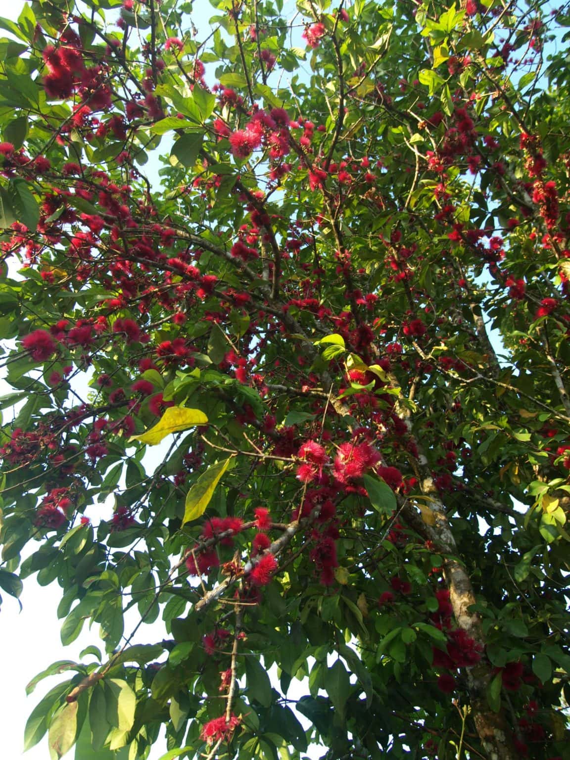 mamon chino - Hacienda