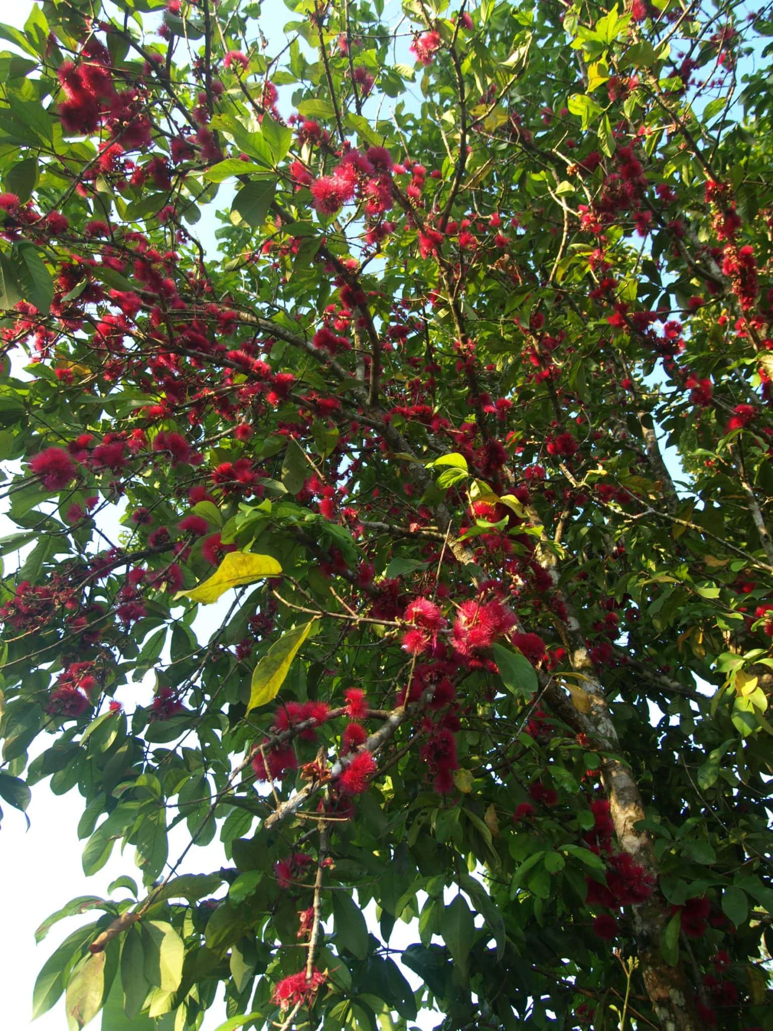 mamon chino - Hacienda