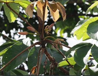 TOUCANS at Hacienda Las Vainillas (Costa Rica) - Hacienda