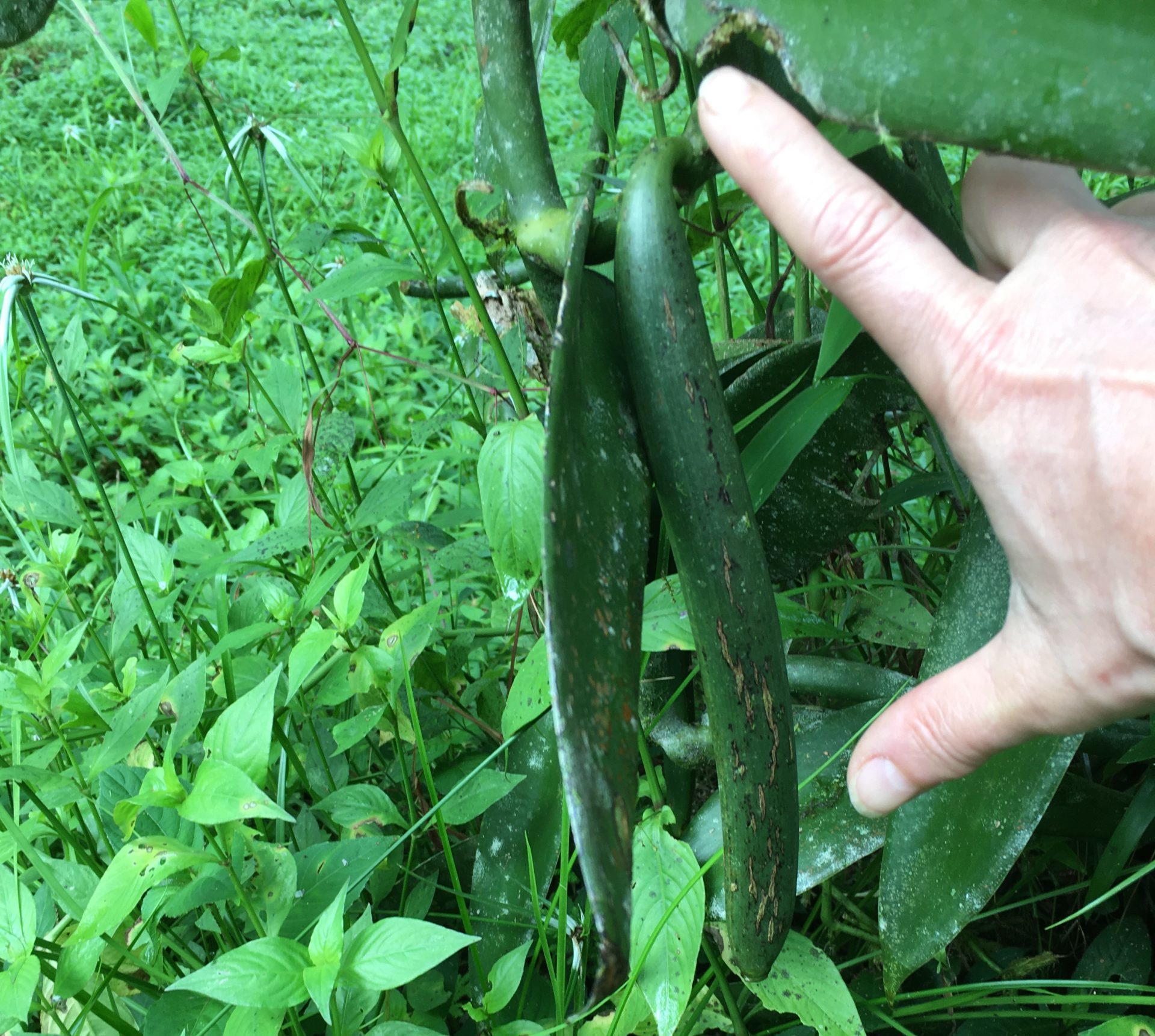 Vanilla bean - Hacienda