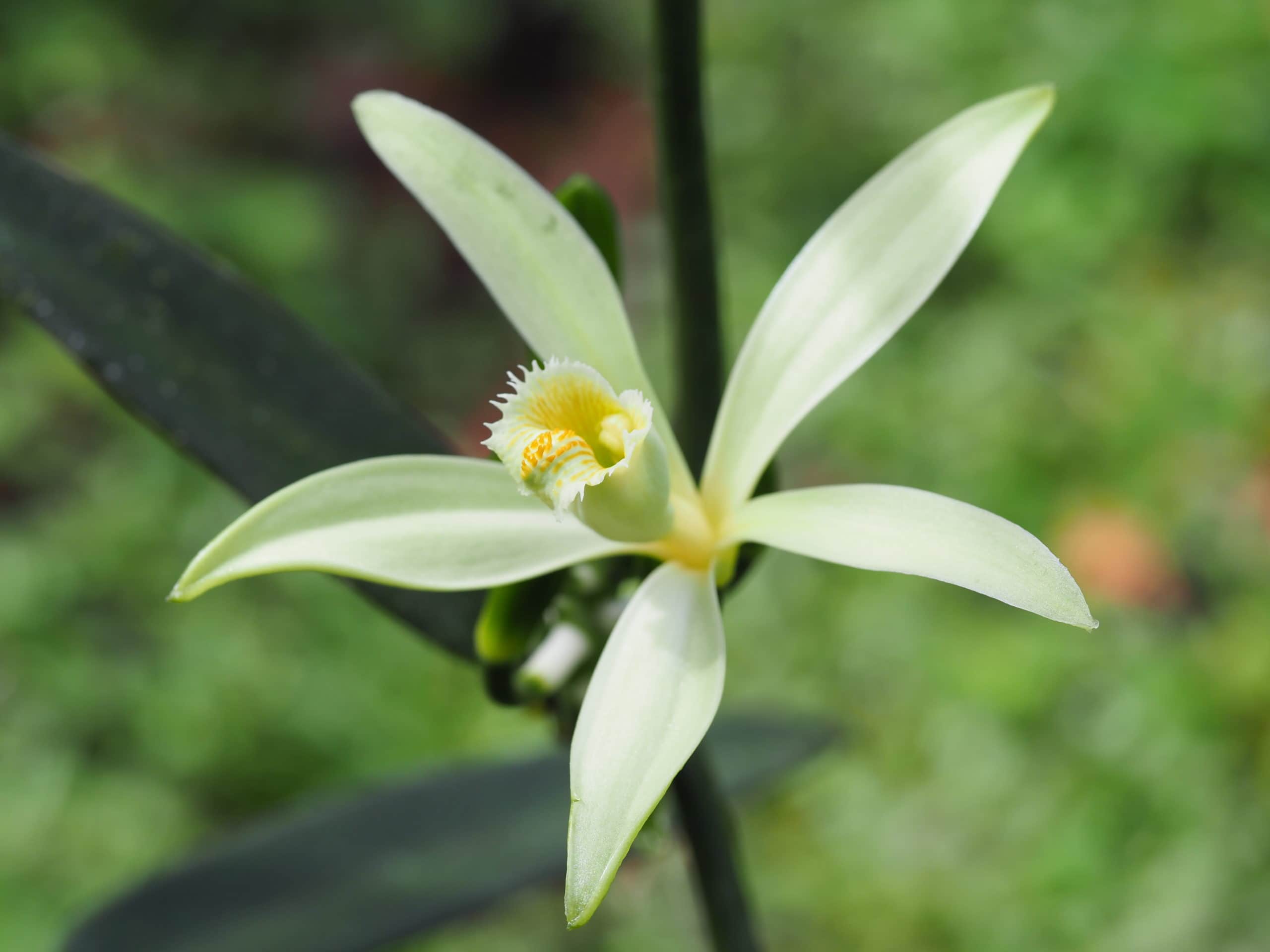 Vanilla flower - Hacienda