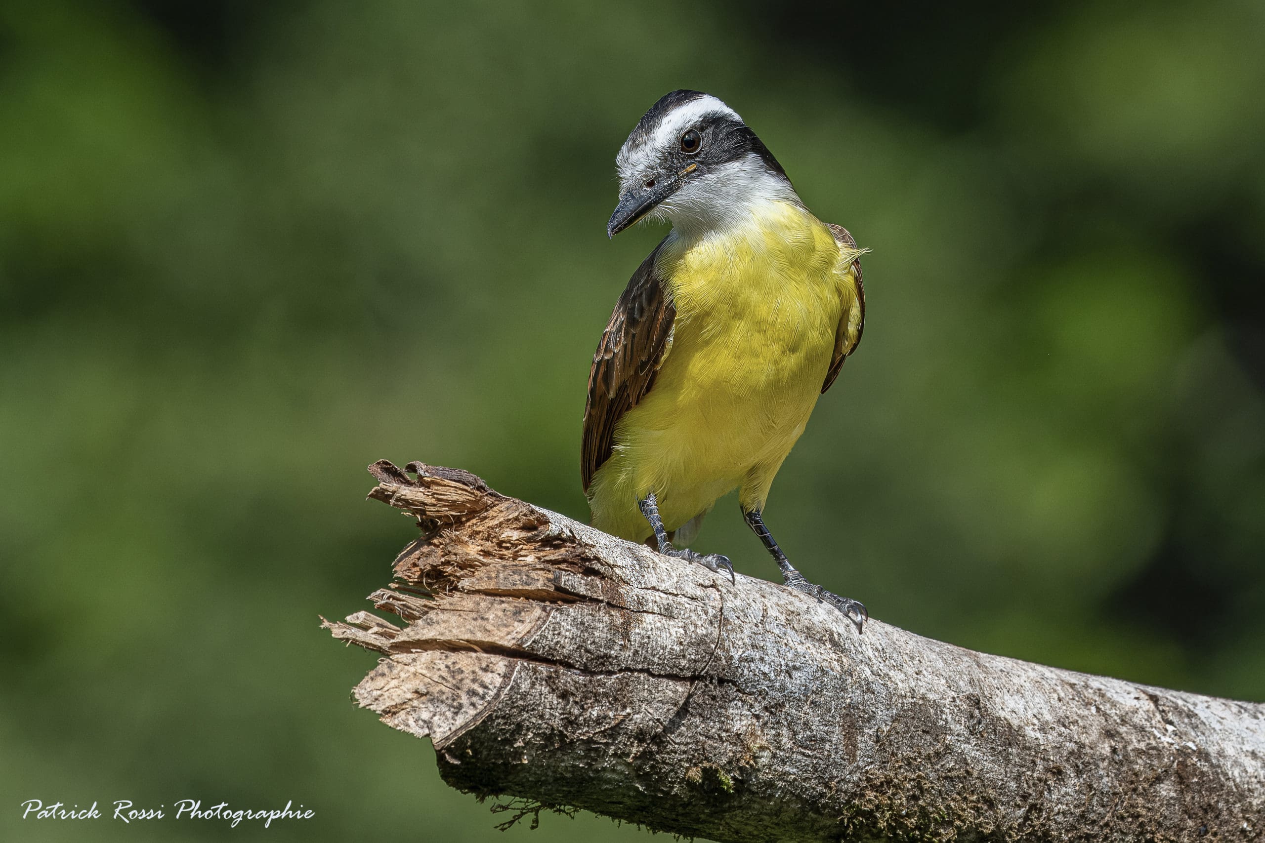 Bird from Patrick - Hacienda